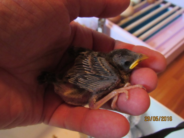 Küken aus dem Nest gefallen - Erste Hilfe für Singvögel Küken aus dem Nest gefallen - Erste Hilfe für Singvögel